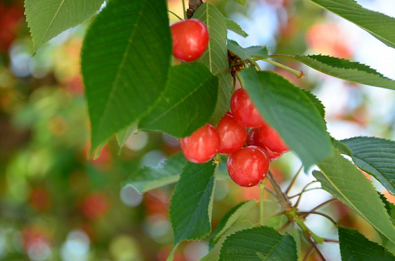 No.10439さくらんぼ (福島市)（観光フォトライブラリ） - 法人・教育・団体・メディアの皆様向け「ふくしまの旅」